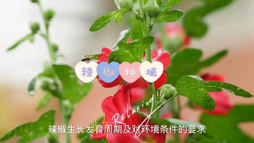 辣椒生长发育周期及对环境条件的要求(1)发芽期