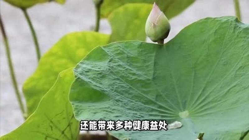 荷叶茶的功效与作用:喝出好身材!荷叶茶的减肥秘籍
