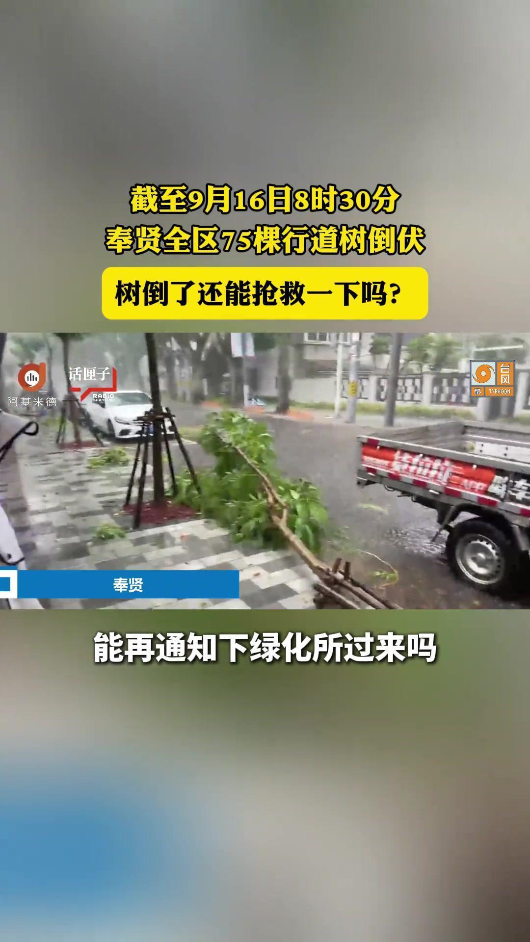 ...奉贤全区共有75棵行道树倒伏,数字还在上升中。南桥镇综合执法队副...