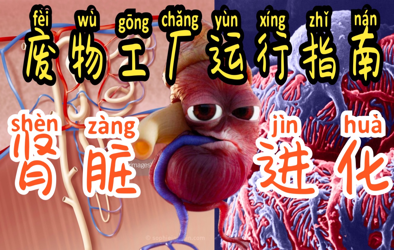 肾脏进化:废物工厂运行指南(精密废物制造--肾小管重吸收与分泌的逻辑)