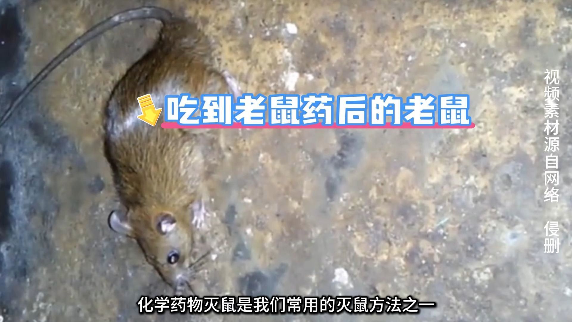 市面上都有哪些老鼠药?什么样的老鼠药效果好?