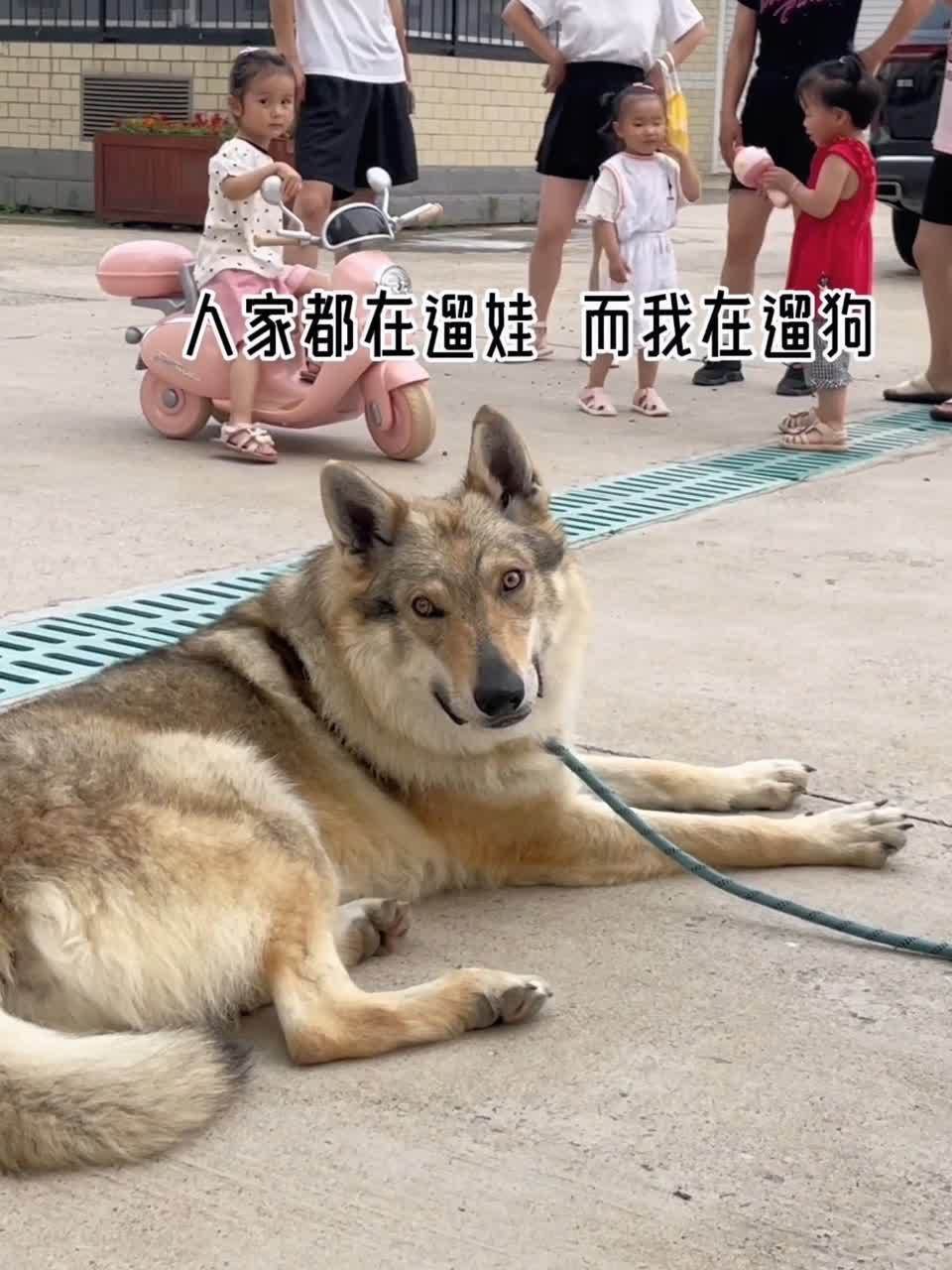 谁家还没个宝宝了 #适合家养的大型犬品种推荐 #捷克狼犬 #一看就...