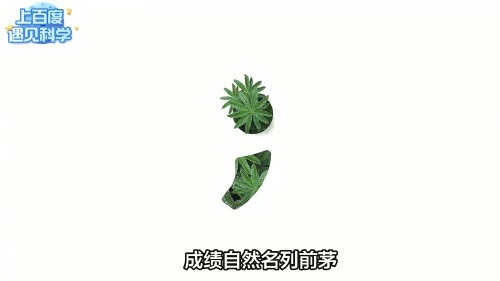 奇妙科学,分号,以其独特的身份