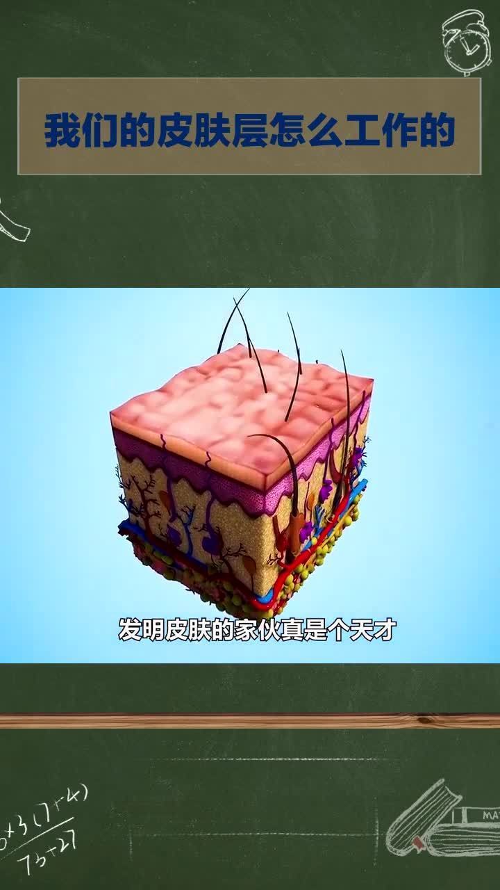 我们的皮肤层怎么工作的