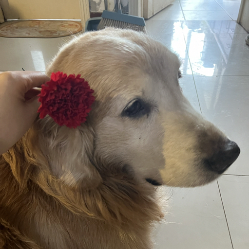 骁勇善战的黄狗 