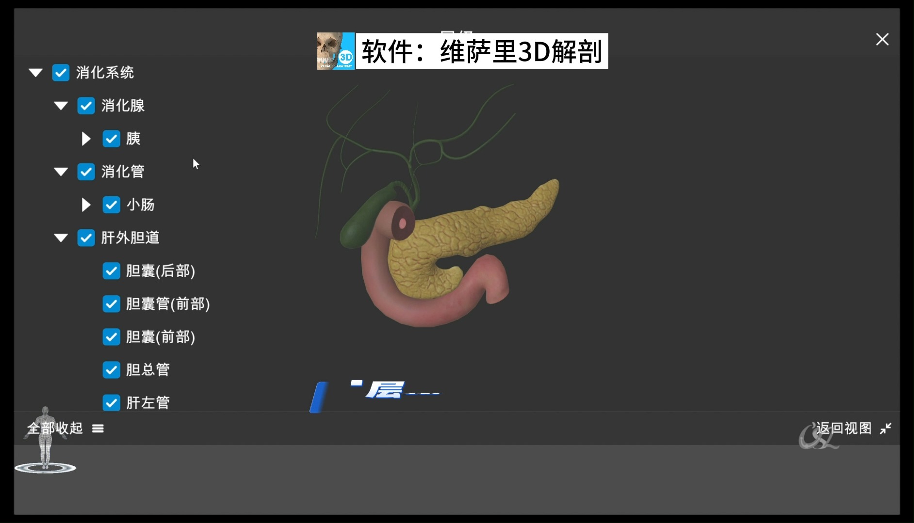 维萨里3D解剖关于胰腺的学习