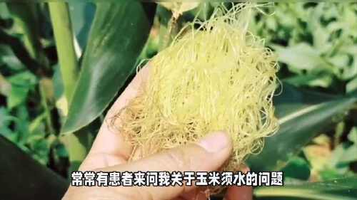 玉米须水是“神饮”还是“毒药”?医生揭秘3大好处与禁忌!