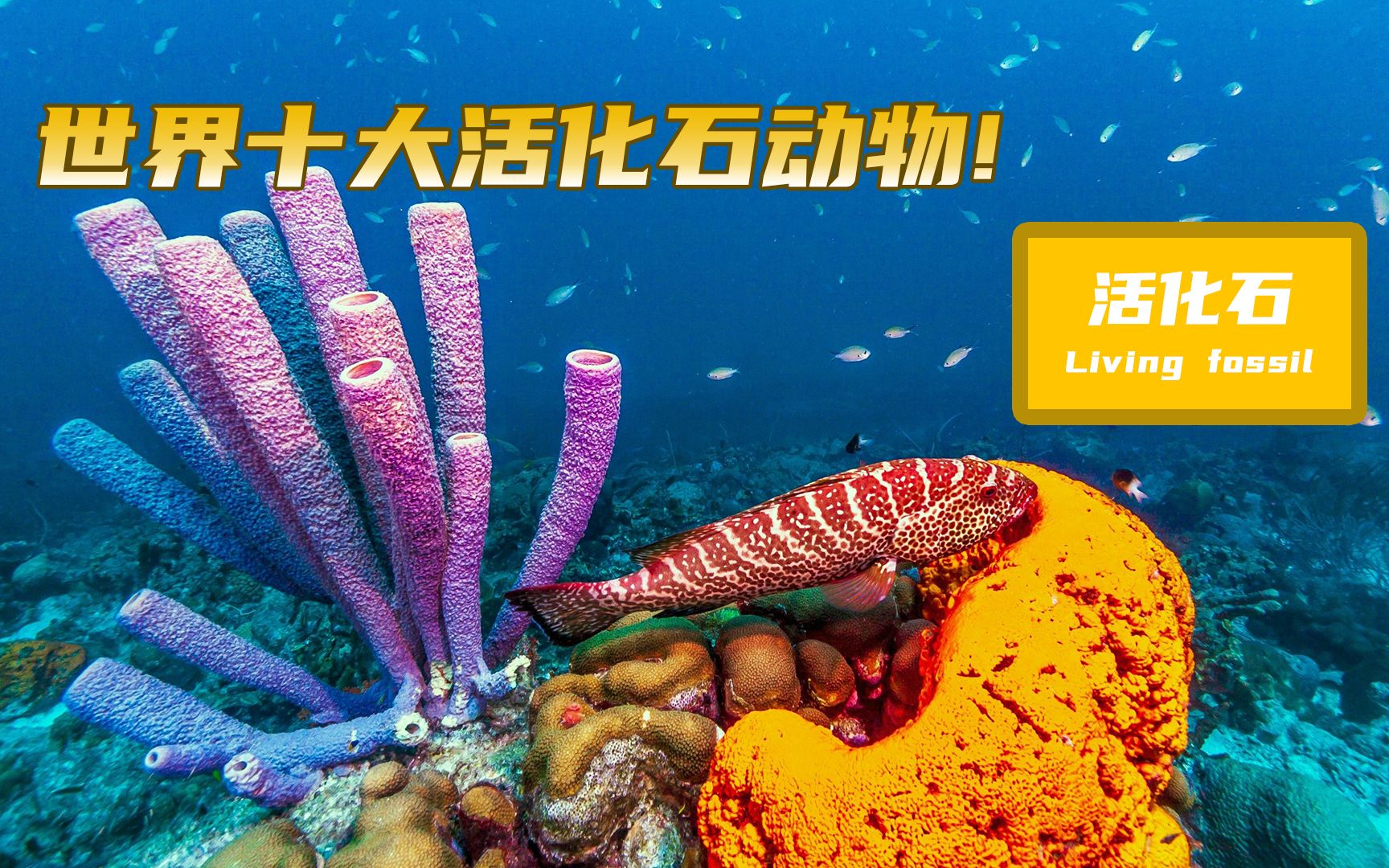 世界十大活化石动物,数个拥有几亿年历史的生物,你知道几个?