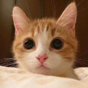 小天才奶牛猫 