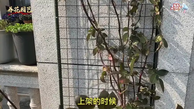 树皮对树多重要?折断有皮相连能活,还能长得好好的