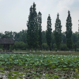 诗与景 