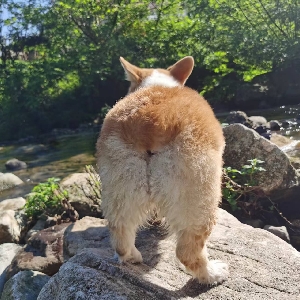 nene的姐姐 