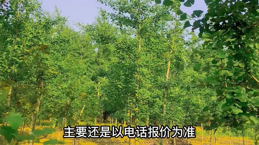 银杏叶是一种非常常用的草药 它具有活血化瘀的功效