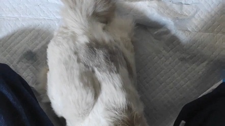 猫传腹打针教学
