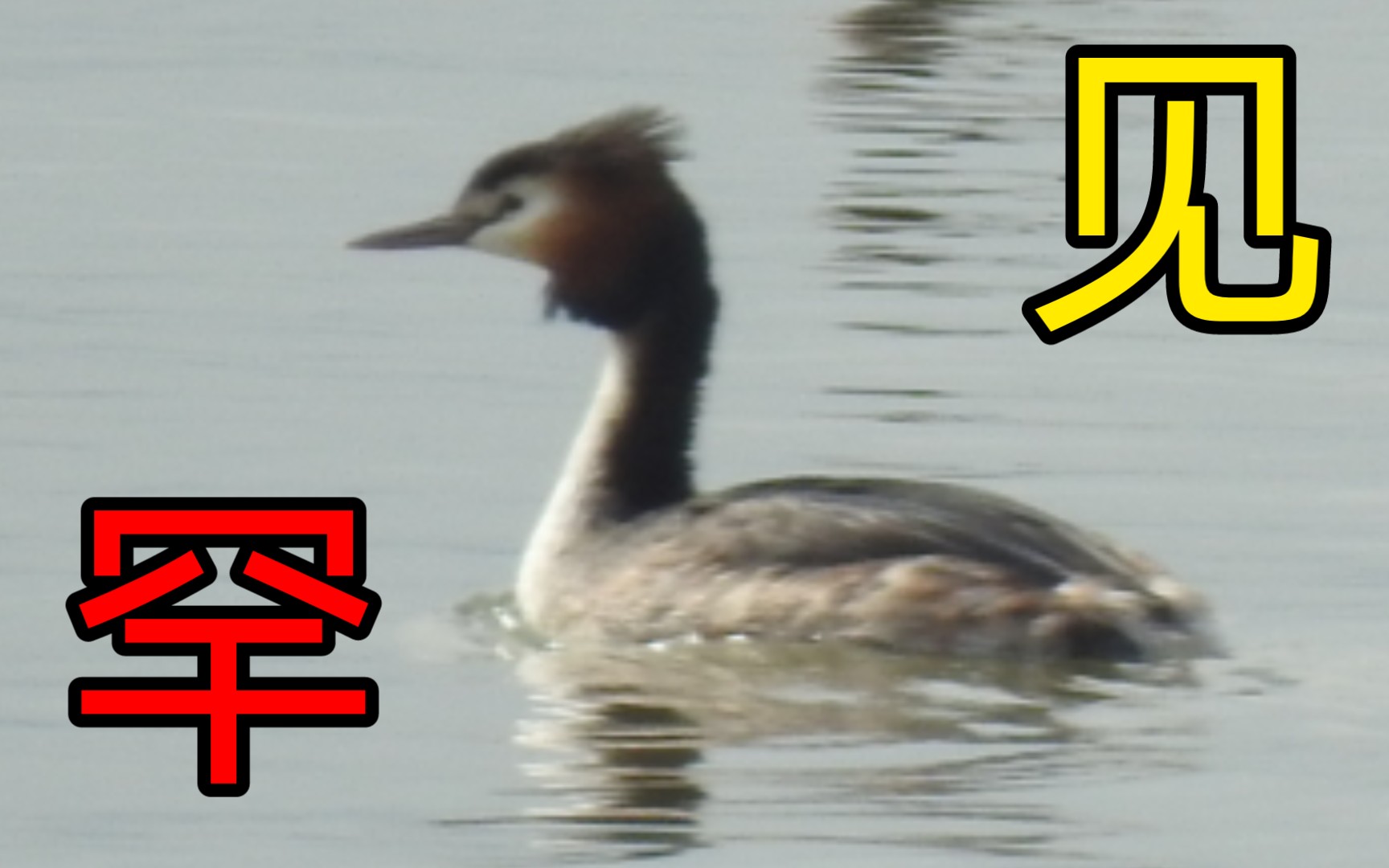 【观鸟】第一视角看深圳湾罕见的候鸟们 凤头䴙䴘&乌灰银鸥