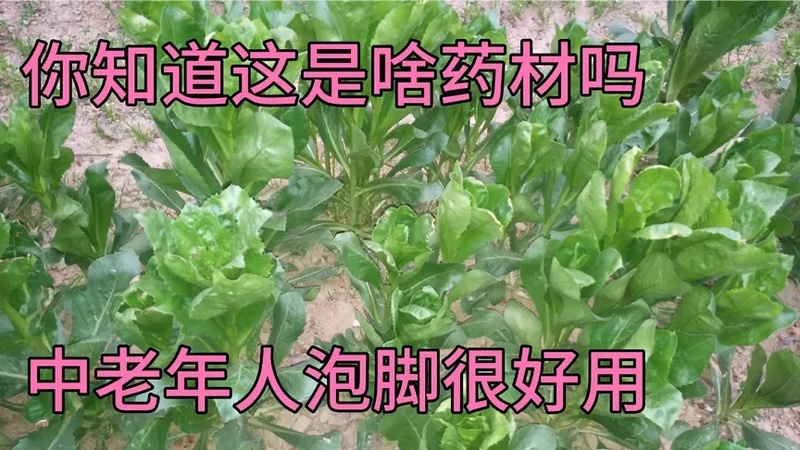 我常用它泡脚,你知道这是啥药材吗