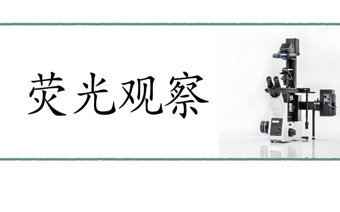荧光观察(倒置荧光显微镜)