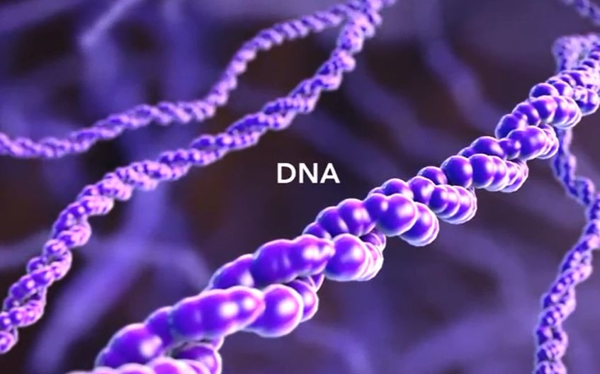 【生物】细胞结构(含动物、植物细胞3D图)