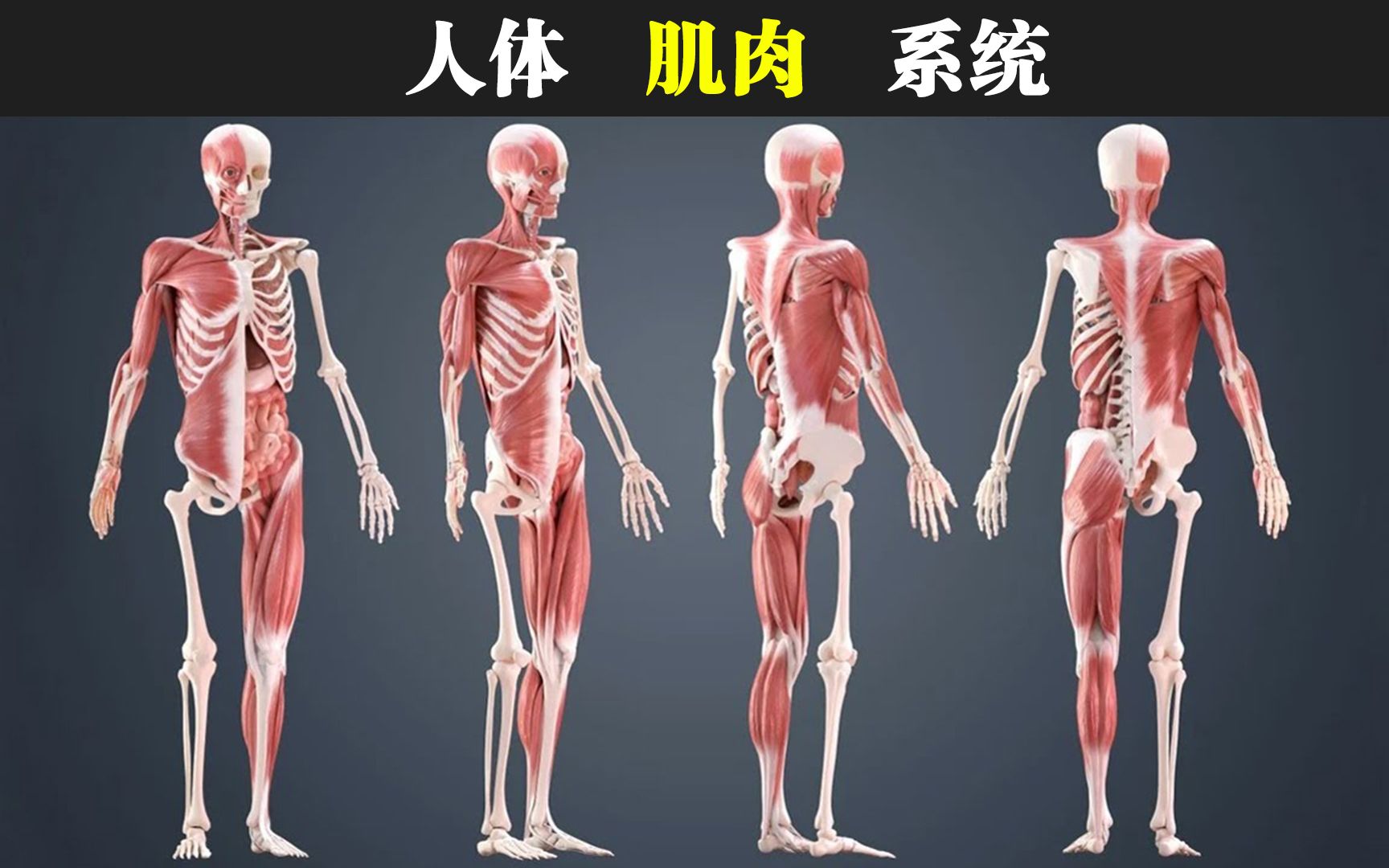 3分钟趣味贯口记肌肉,最全面的全身肌肉解剖,值得你全文背诵