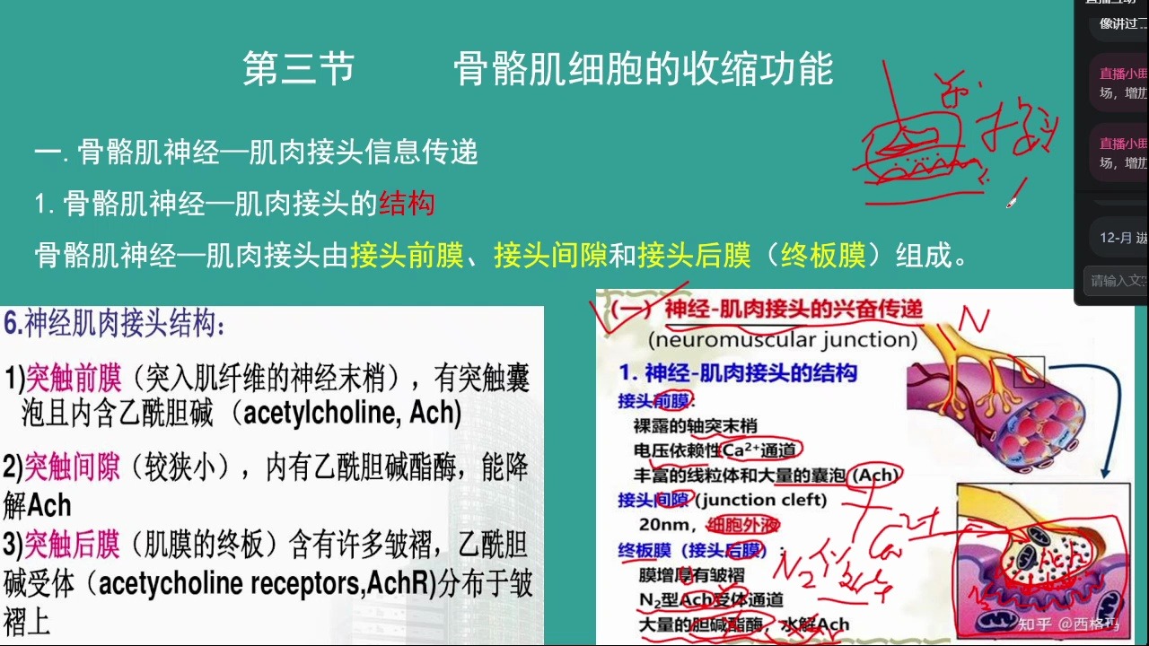 生理学:骨骼肌神经—肌肉接头兴奋传递