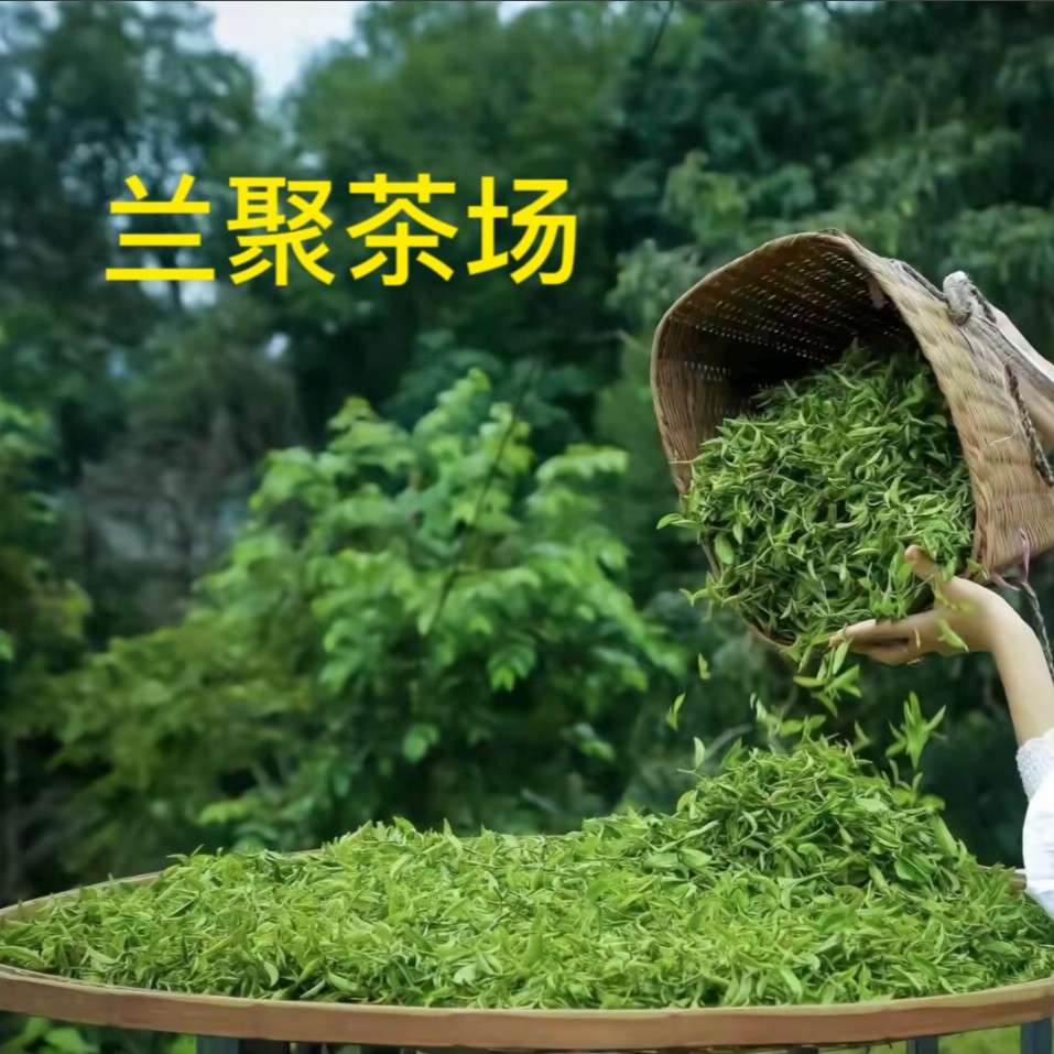 兰聚茶场 