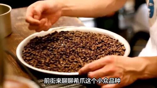 世界咖啡大赛的"新宠":希爪品种是什么?