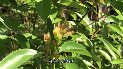 抓住这个黄金期!香樟树栽下就疯长,现在种正当时