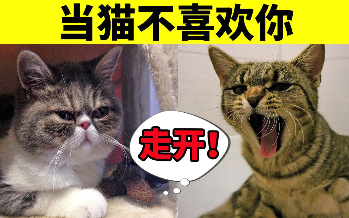 6个猫不喜欢你才有的举动,你家猫喜欢你吗?