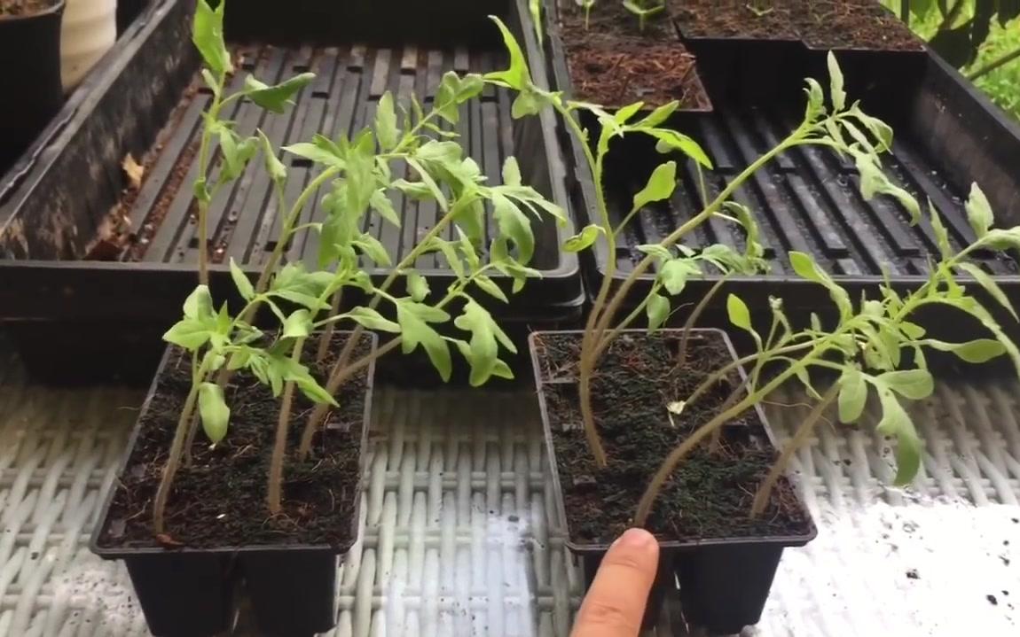 不同浓度营养液对番茄幼苗生长的影响 (EC 1.0, 2.0, 4.0)