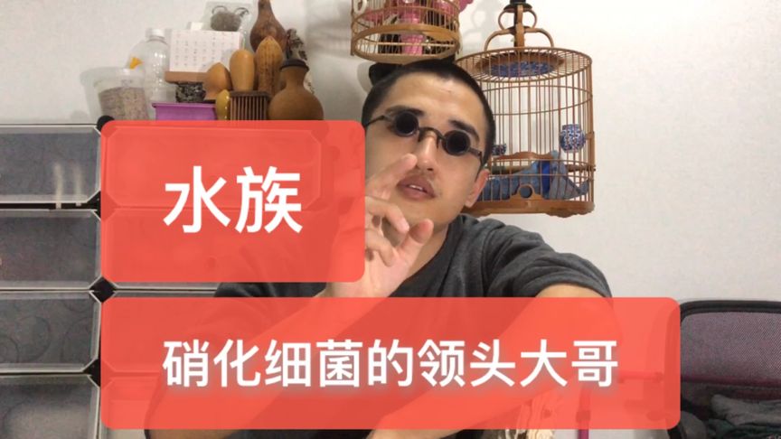 新鱼缸水族箱开缸组建硝化系统,硝化细菌培养的速度太慢怎么办