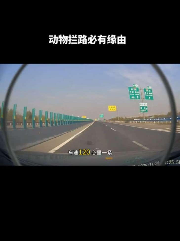 寒衣节祭祖回来的路上,在高速上遇到动物拦路的提醒,让我成功避开了...