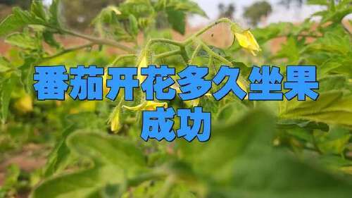 番茄开花到结果只需几天?掌握这招坐果率翻倍!