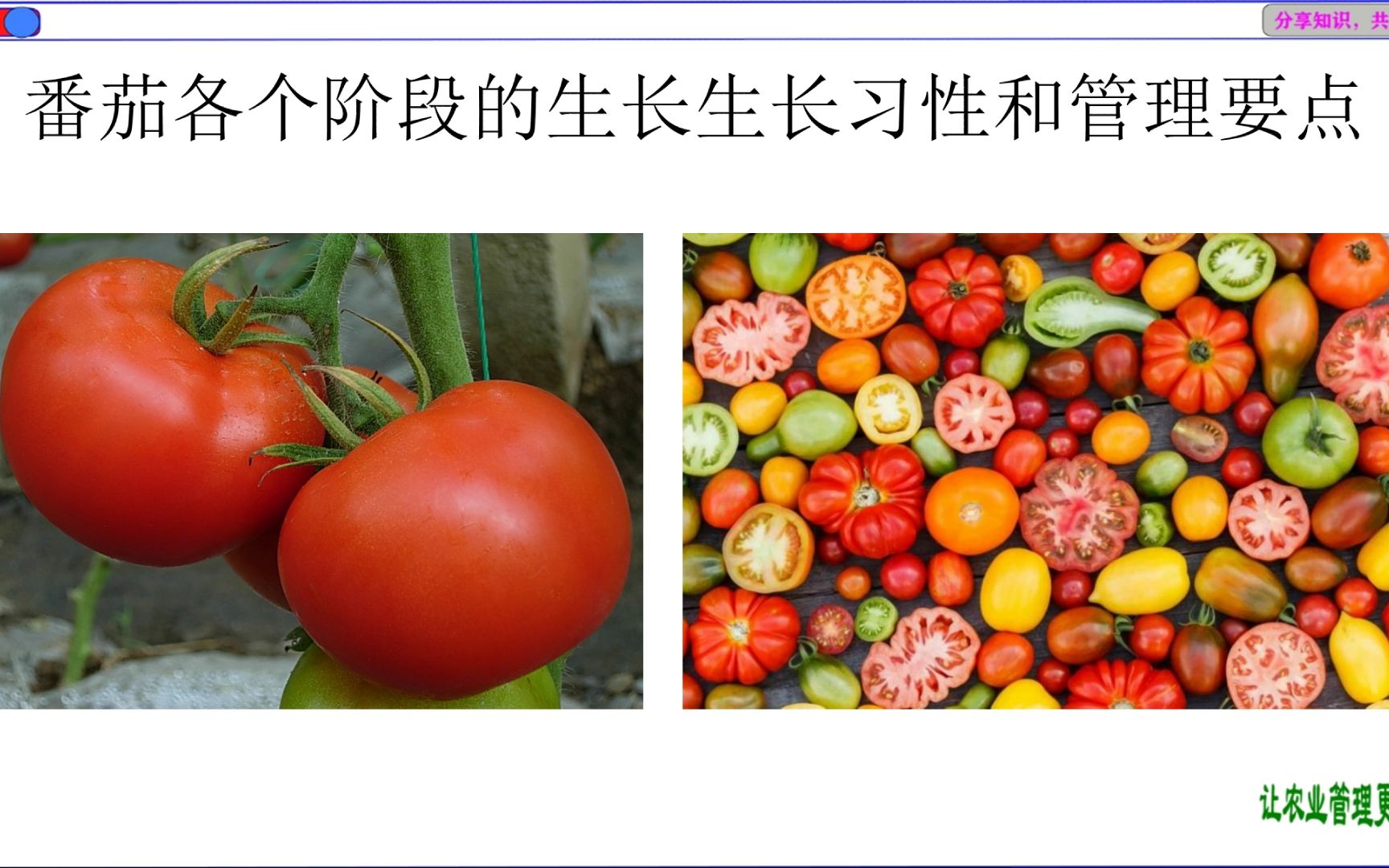 番茄各个阶段的生长习性和管理要点