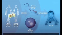 生物小课堂:减数分裂过程3D动画