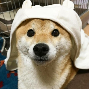 Gokokoro 