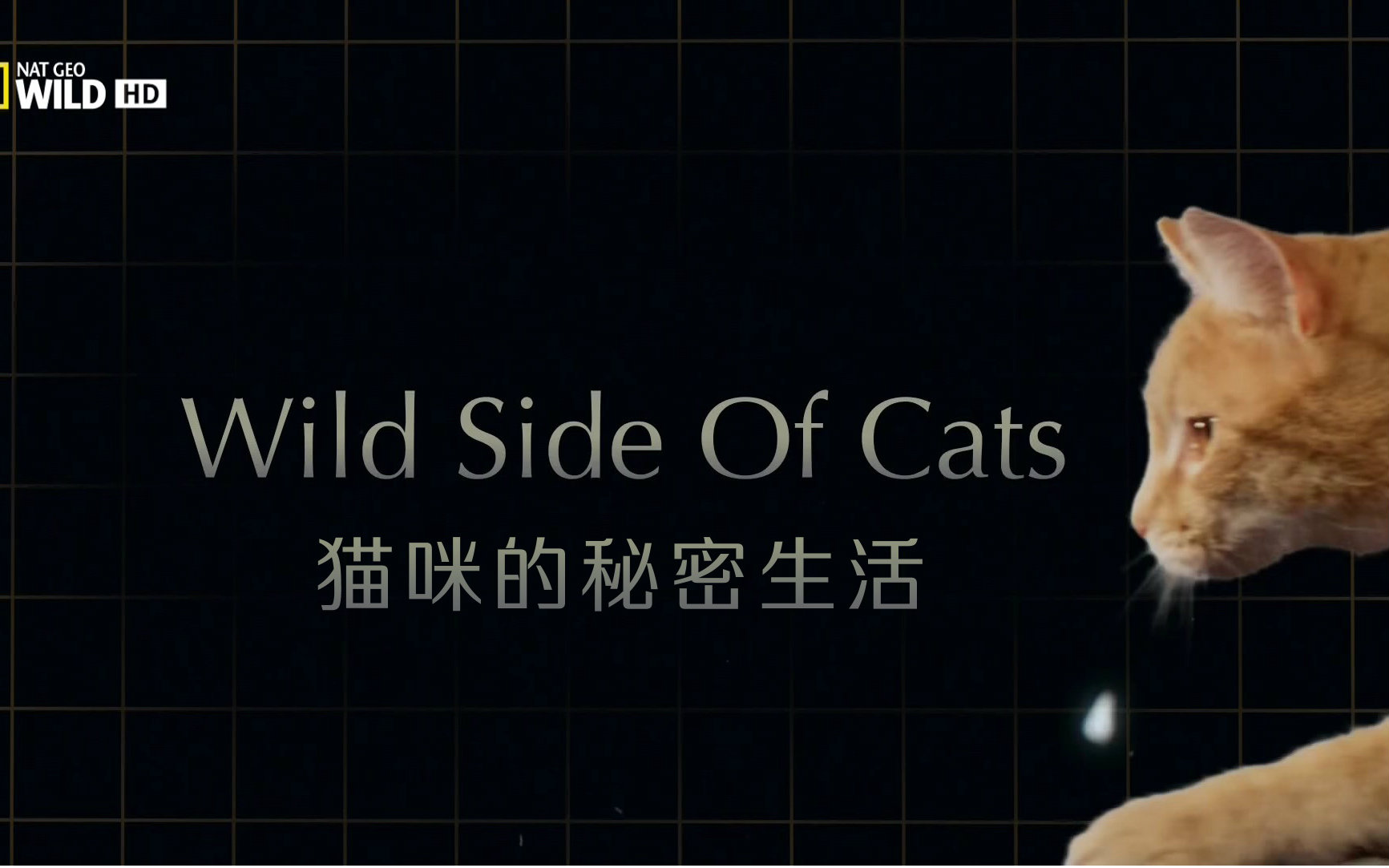 【纪录片】猫咪的秘密生活.Wild.Side.of.Cats.【3E帝国字幕组-中文...