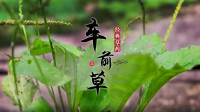 车前草有什么好处?每天坚持泡水喝,7天身体给你多种惊喜!