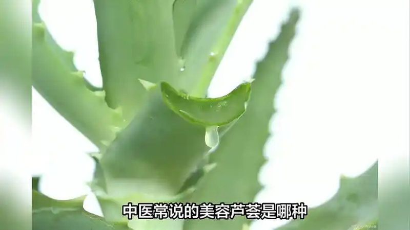 中医常说的美容芦荟是哪种,使用芦荟这么做,皮肤会更好哦
