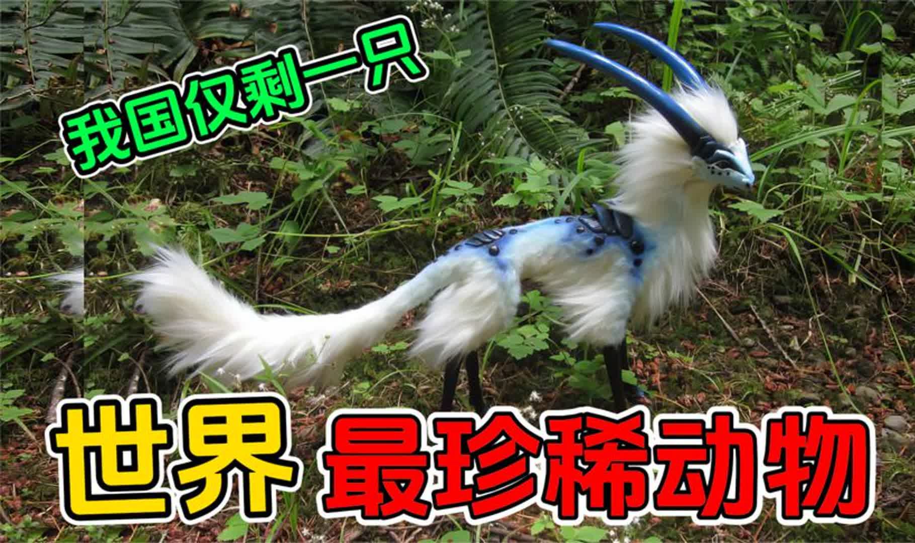 全世界最珍稀的10种动物!第一种我国只剩下最后一只!