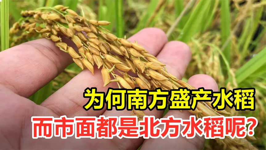 南方盛产水稻,为什么市面上都是北方水稻?南方水稻去了哪里?