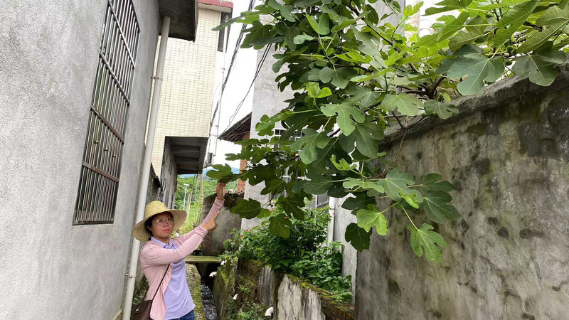 农村常见的无花果你了解吗