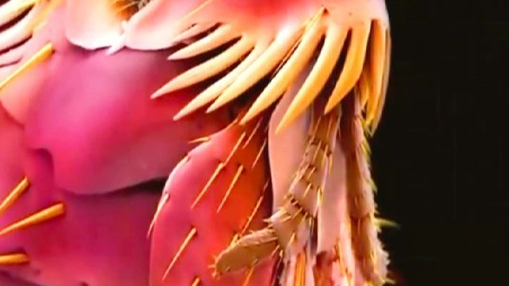 电子显微镜下的世界,真实的如同宇宙外的生物