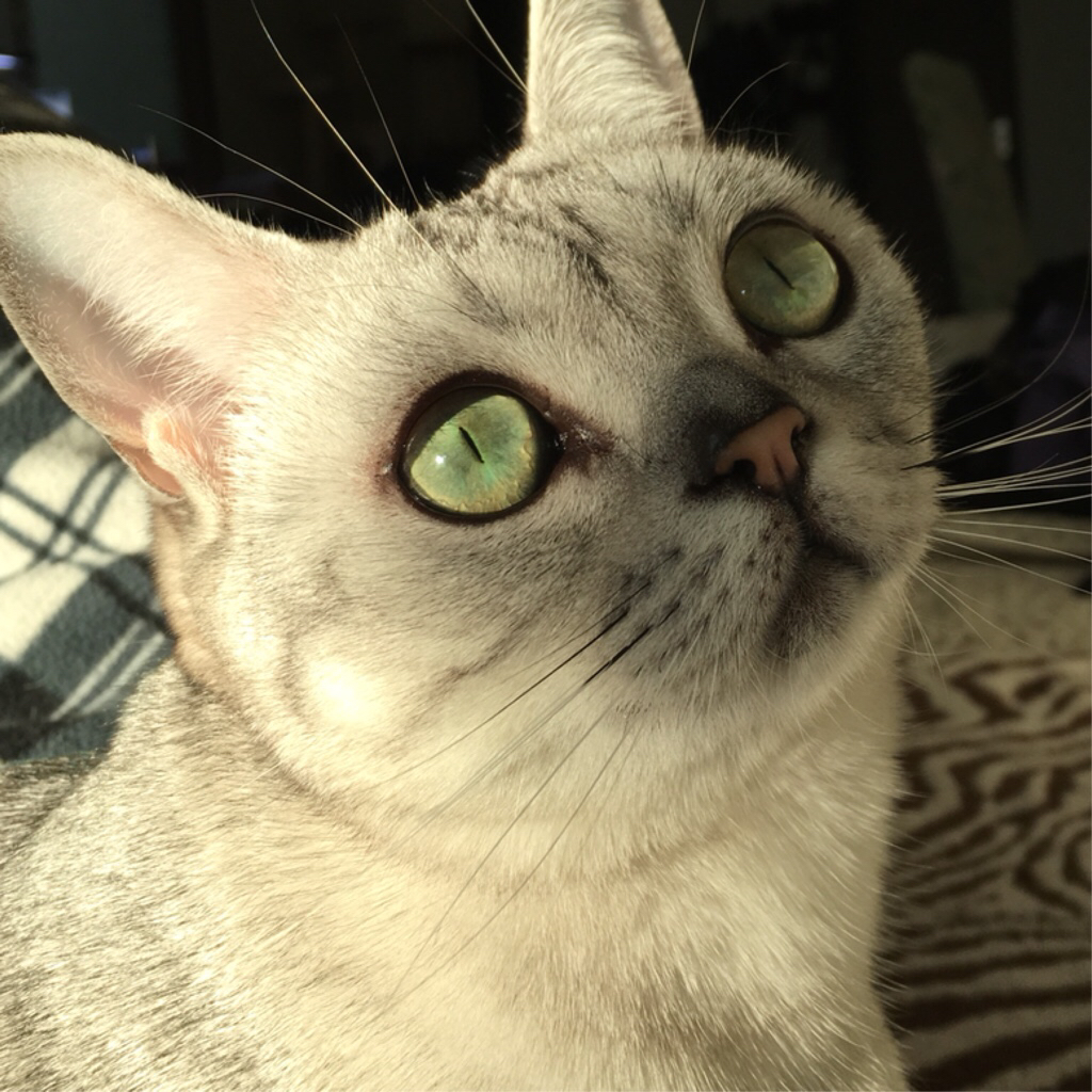 鼠头猫 