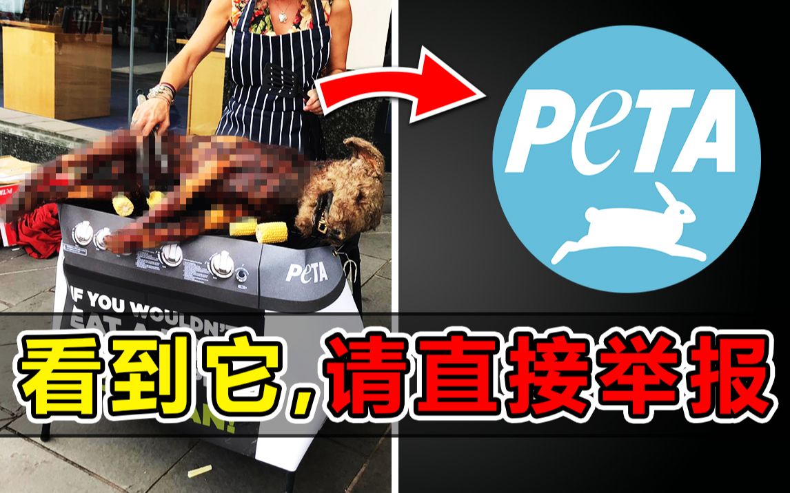 给恐怖分子捐钱!杀害收容动物!揭开邪教动保组织的恶臭面目