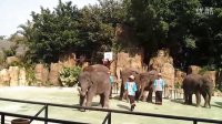 长隆香江野生动物世界之大象表演 11年11月15日