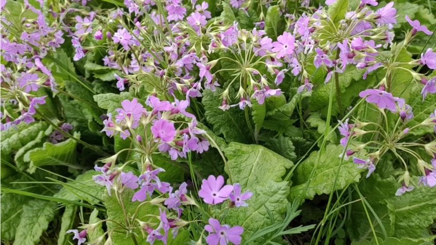 这花鲜艳而美丽,更是具有观赏和药用价值,有喜欢它的吗?