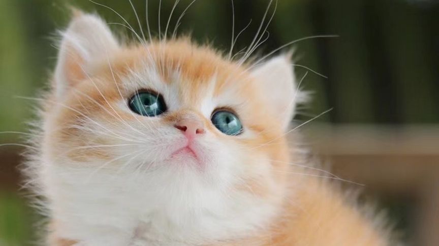 最近比较受欢迎的高端精品宠物猫,价格都在好几万,快来看看吧