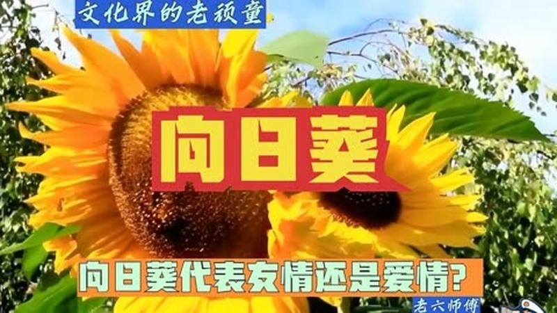 向日葵代表友情还是爱情