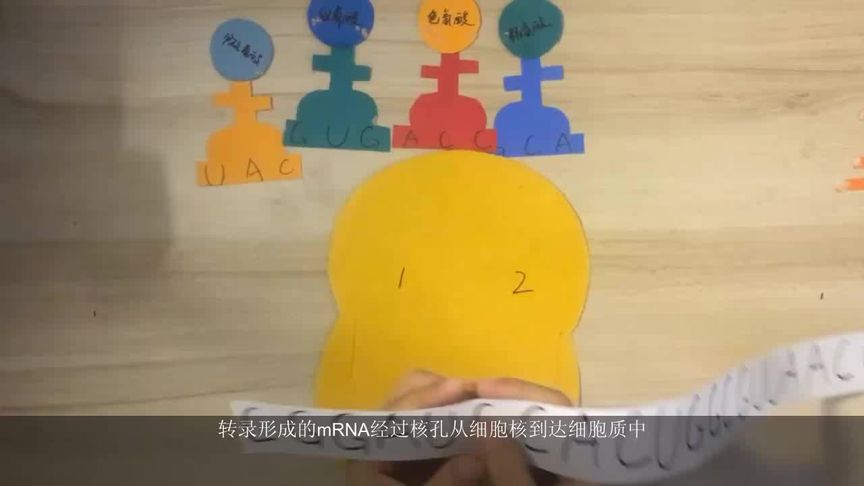 微课-遗传信息的翻译