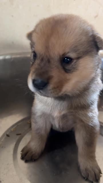 开门、拿快递、哄娃睡觉,全能管家上线!